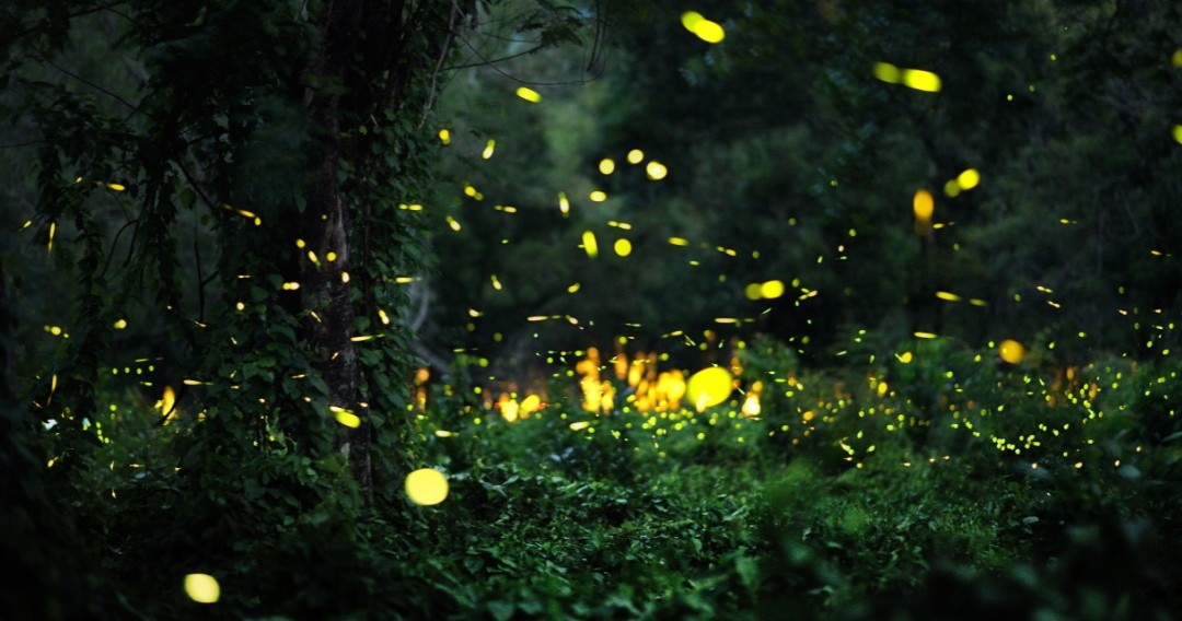 Firefly Watch Wimberley, TX | Wimberley Parks & Recreation Department